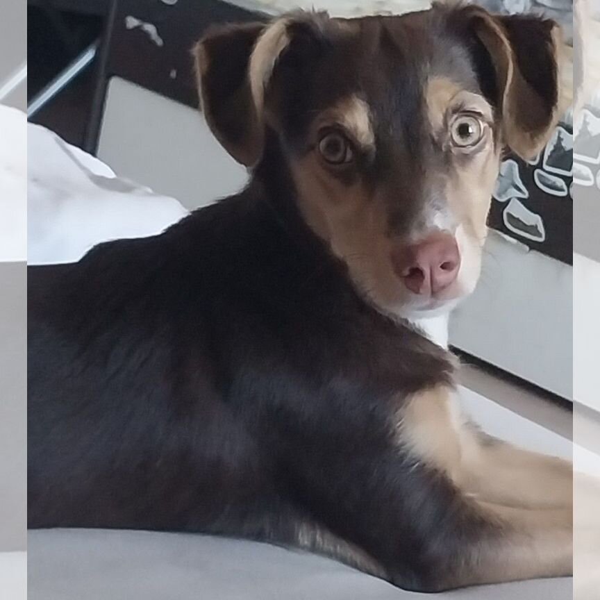 Щенок в добрые руки