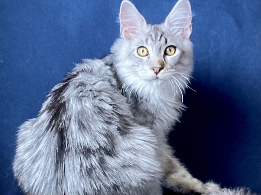 Котенок мейн-кун