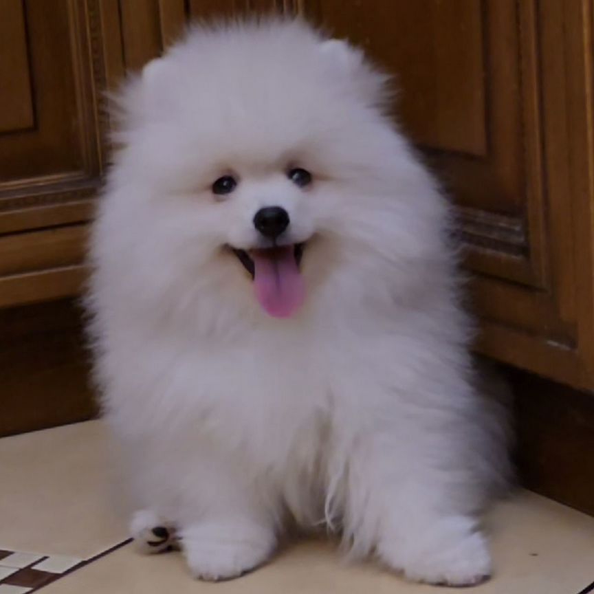 Померанский шпиц, щенок