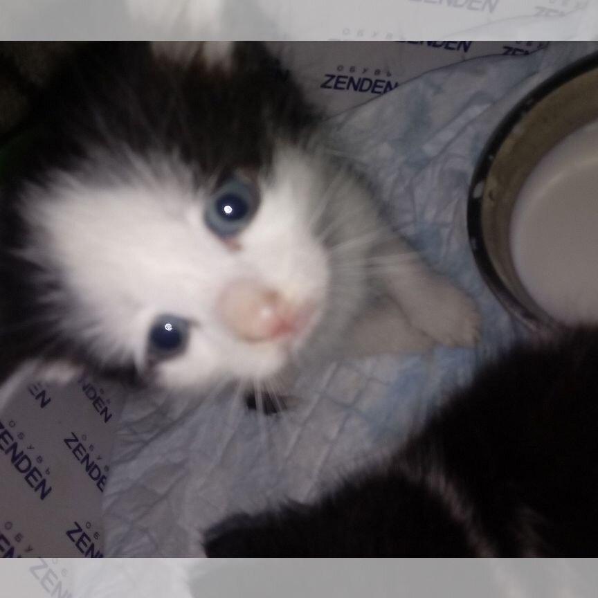 Котёнок в добрые руки