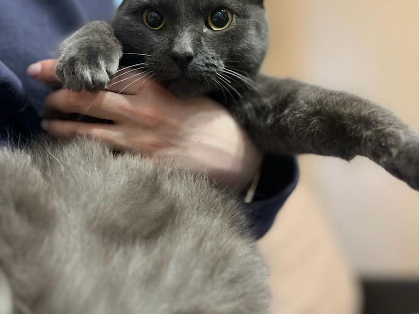 Русская голубая