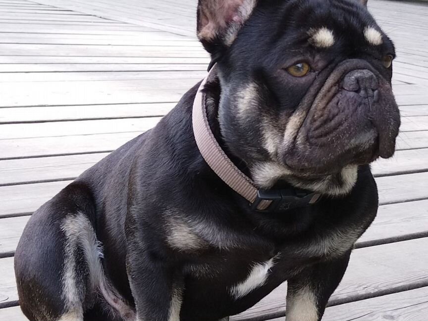 Французский бульдог вязка кабель