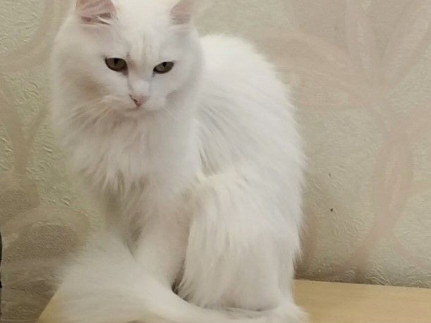 Отдам кошку в добрые руки