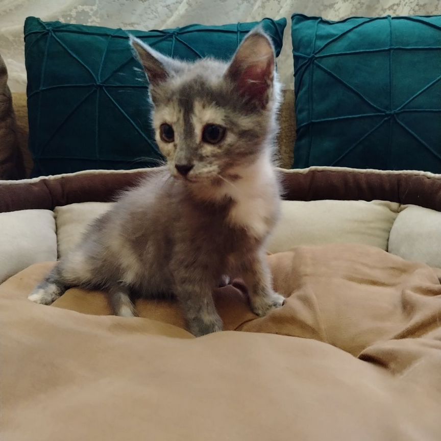 Малышка 2 месяца обработана от паразитов