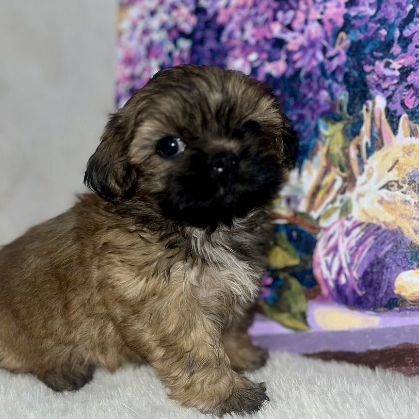 Ши-тцу мини