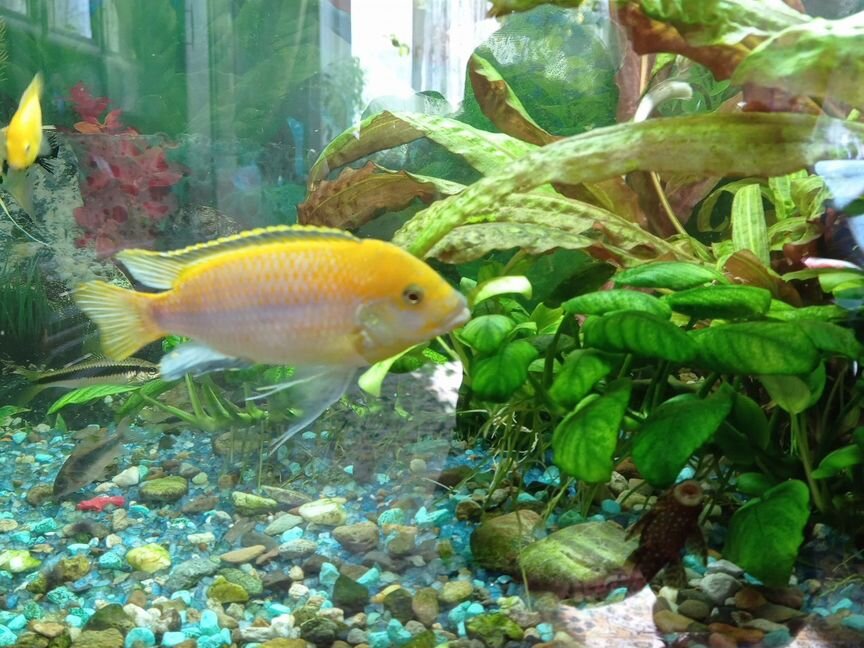 Еллоу бесплатно