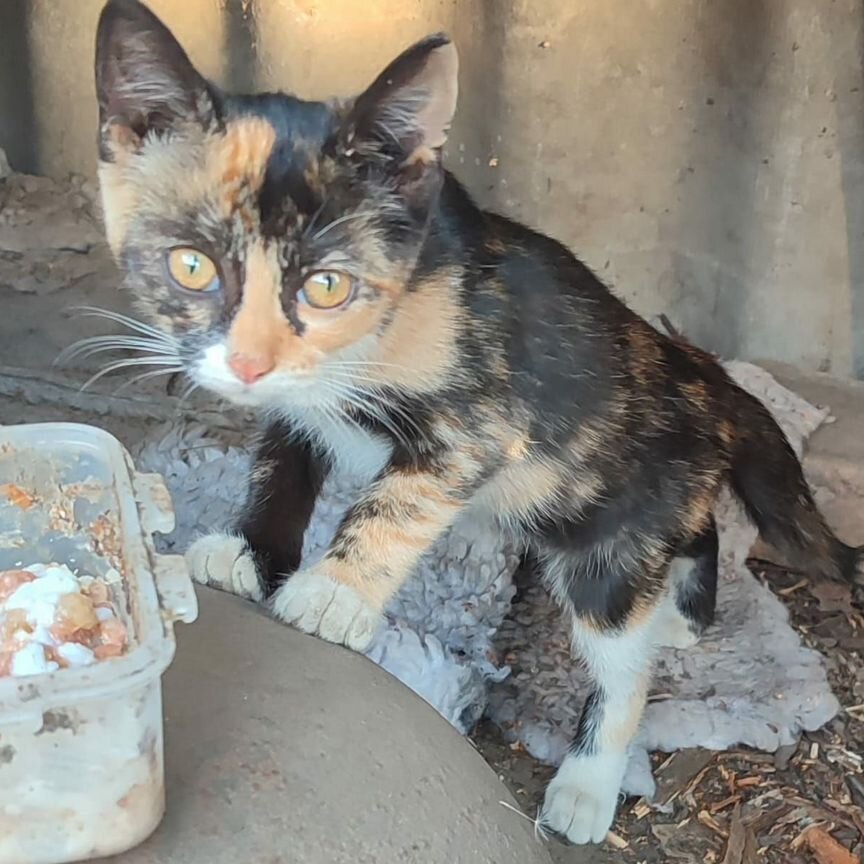 Котята в добрые руки бесплатно