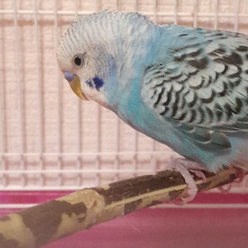 Волнистый попугай самец с клеткой