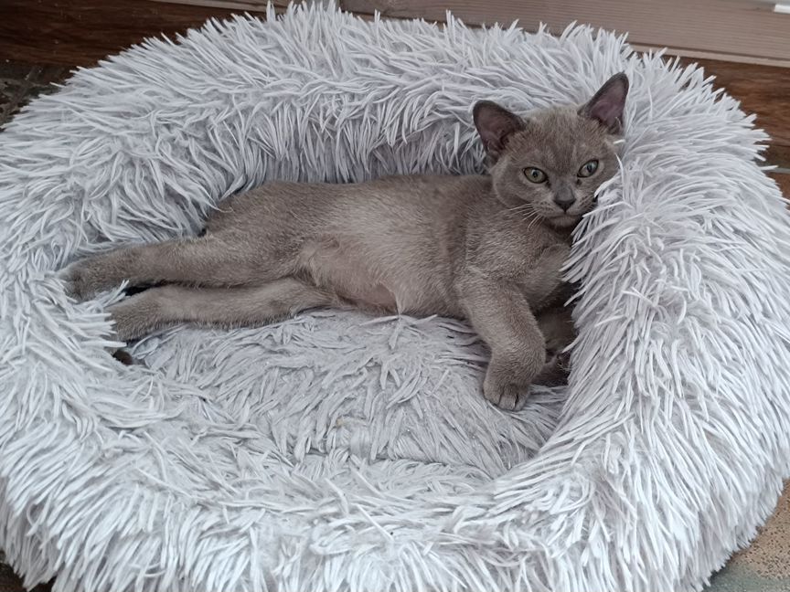 Бурманские котята, торг