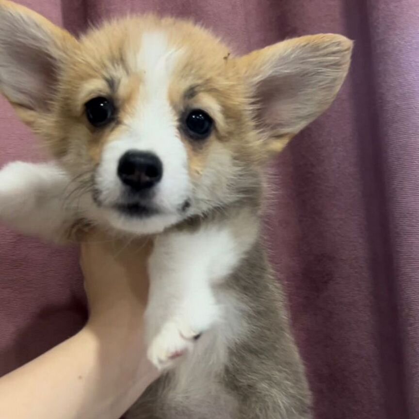 Щенки вельш-корги пемброк