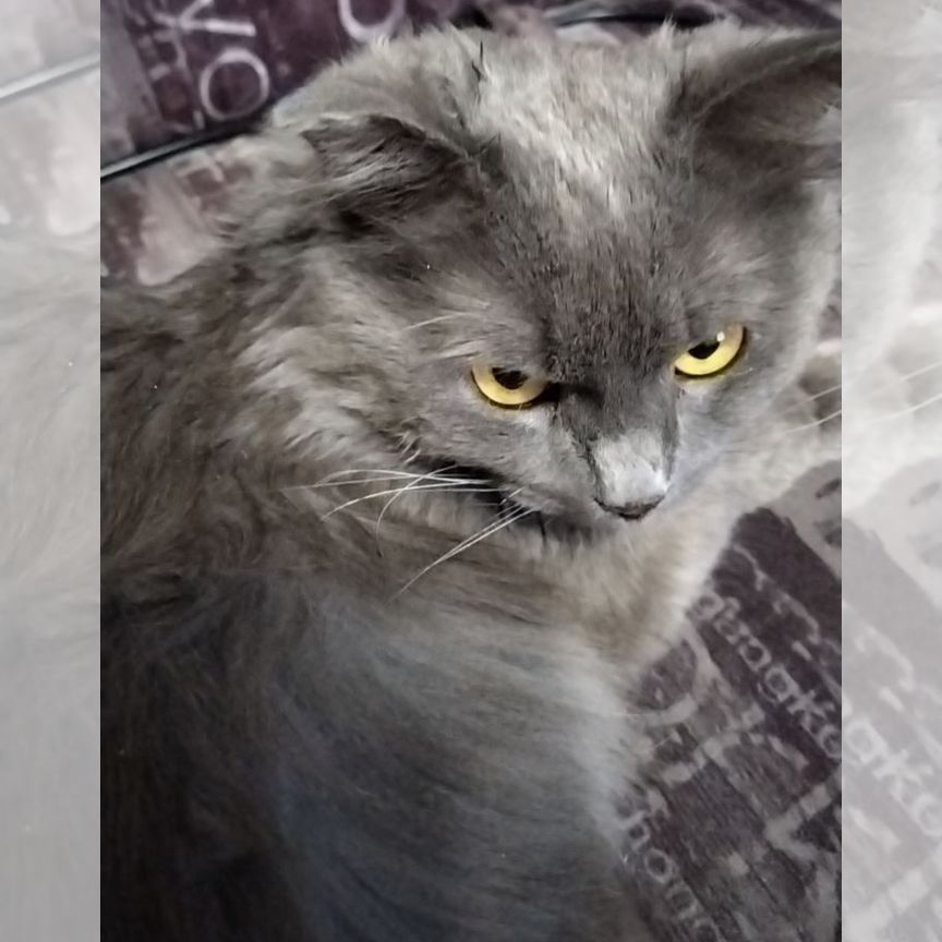 Взрослая, Девочка кошка в добрые руки