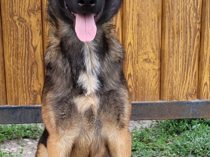 Щенок малинуа