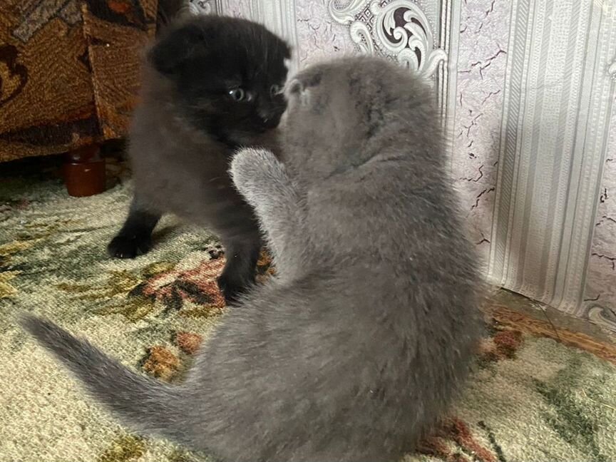 Котята в добрые руки мальчики и девчуля