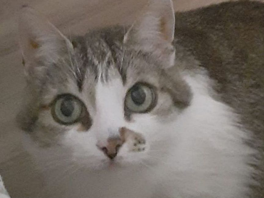 Кошке очень нужен дом