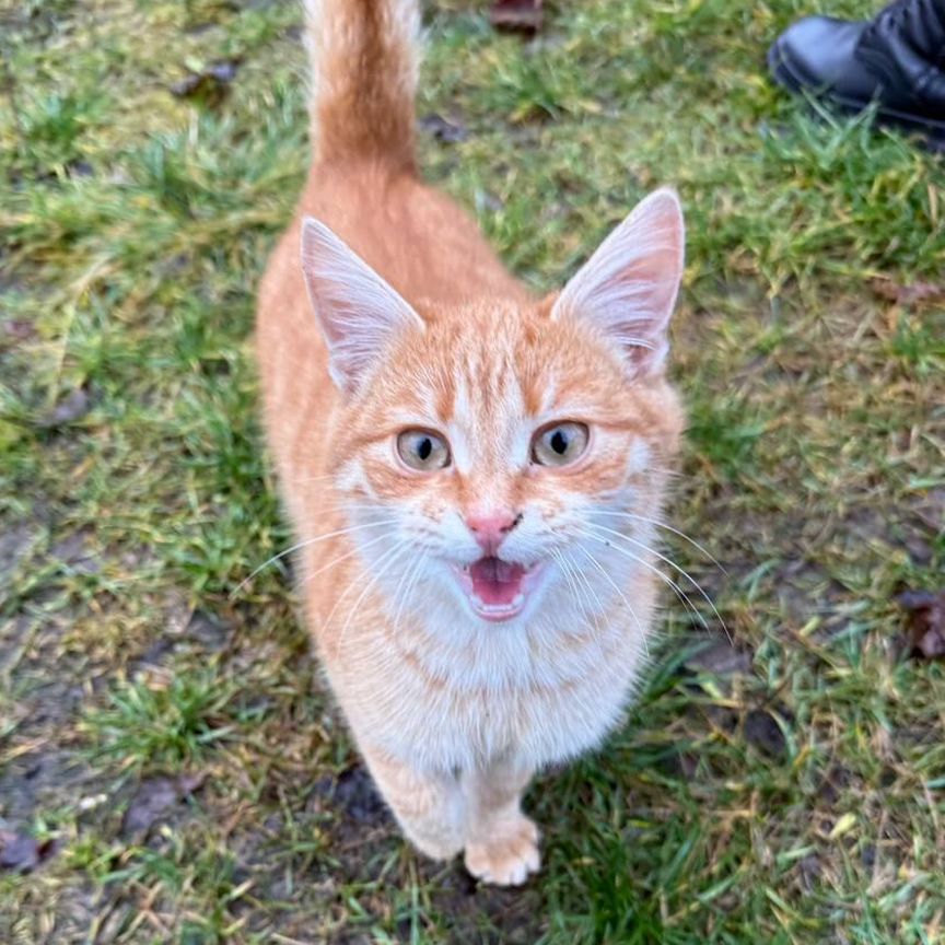 Котёнок в добрые руки