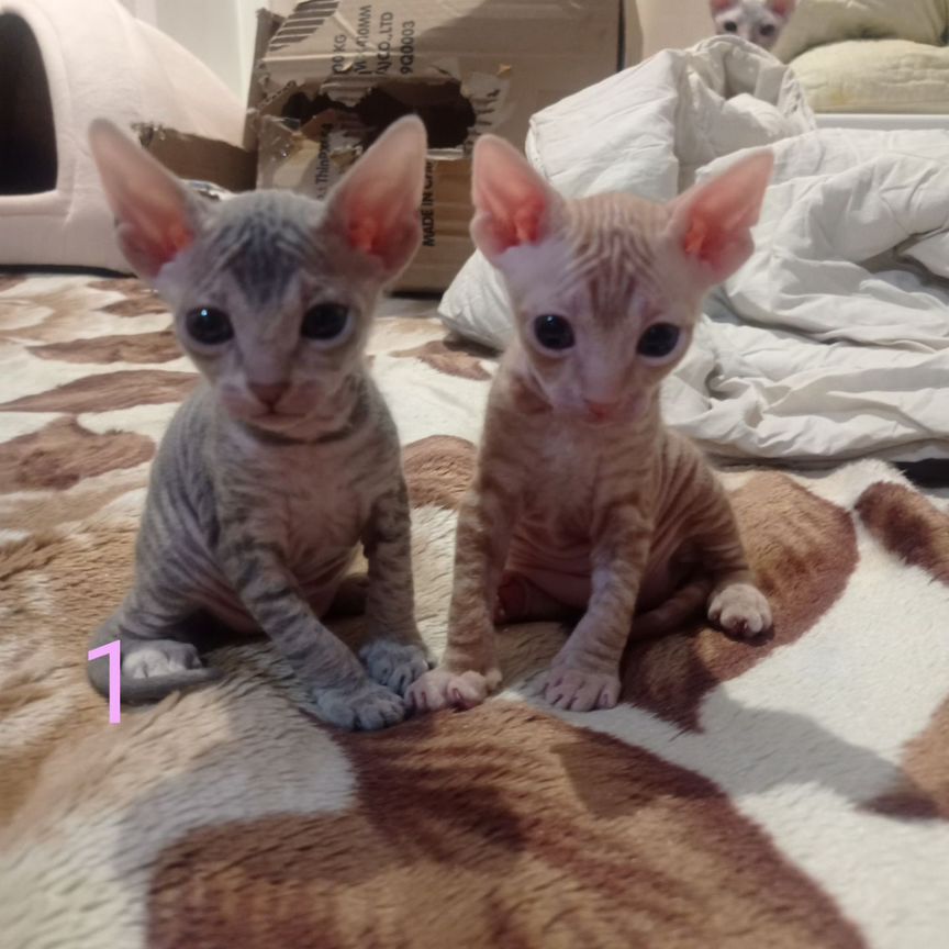 Донской сфинкс котята