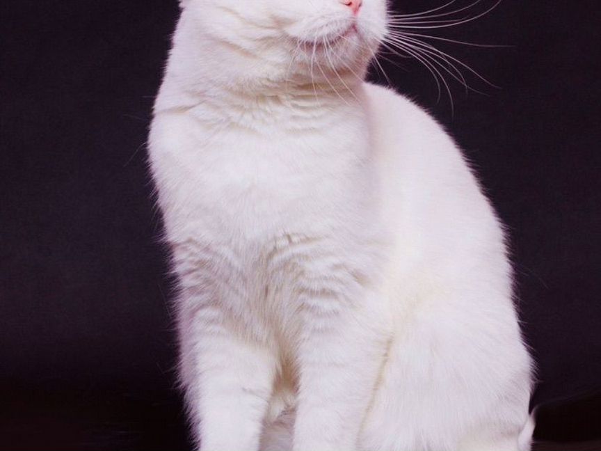 Вязка шотландский вислоухий котик