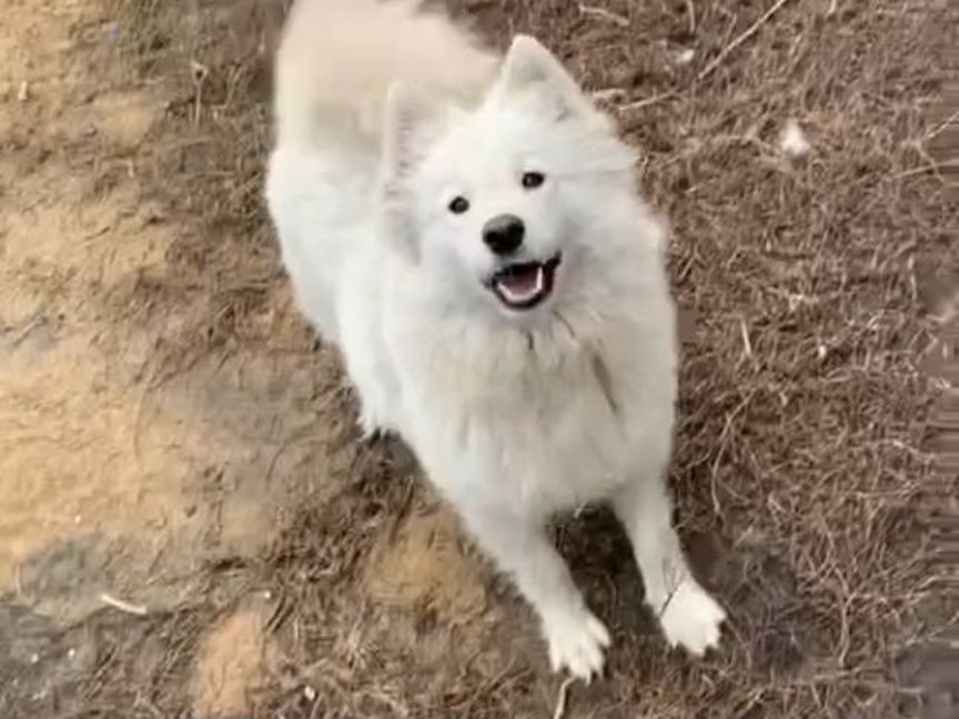 Волшебная собачка Самоед в добрые руки