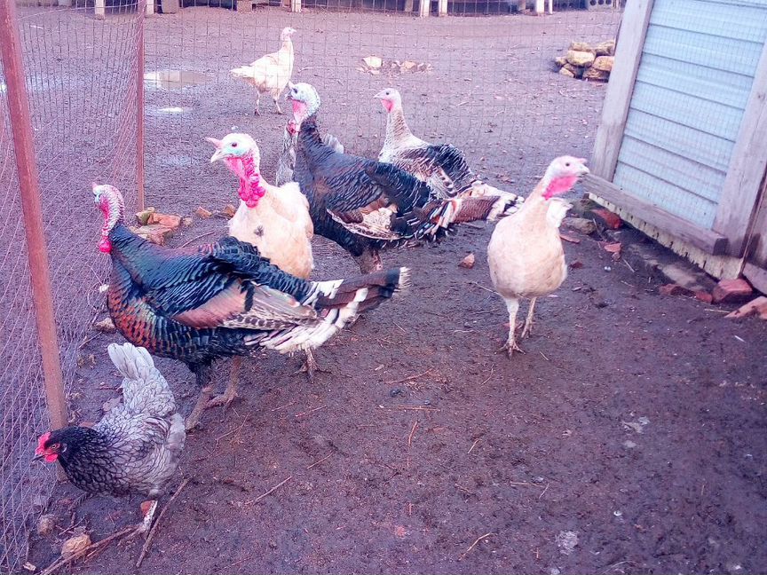 Индюки домашние