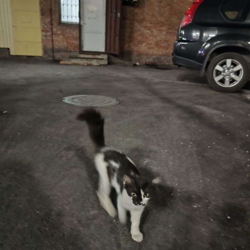 Котята в добрые руки бесплатно