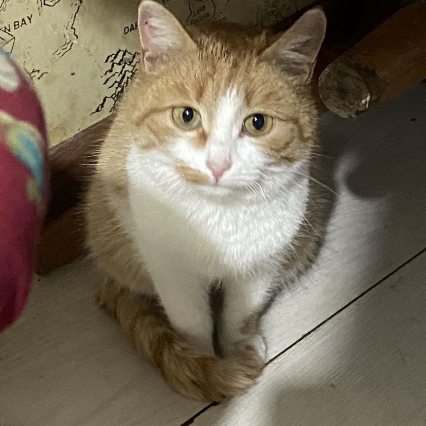 Взрослая, Девочка кошка в добрые руки