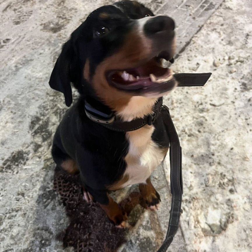 Аппенцеллер зенненхунд, взрослая собака