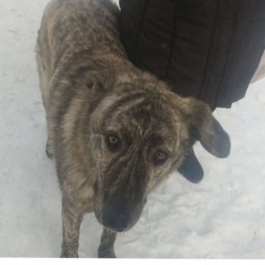 Взрослый пёс в добрые руки