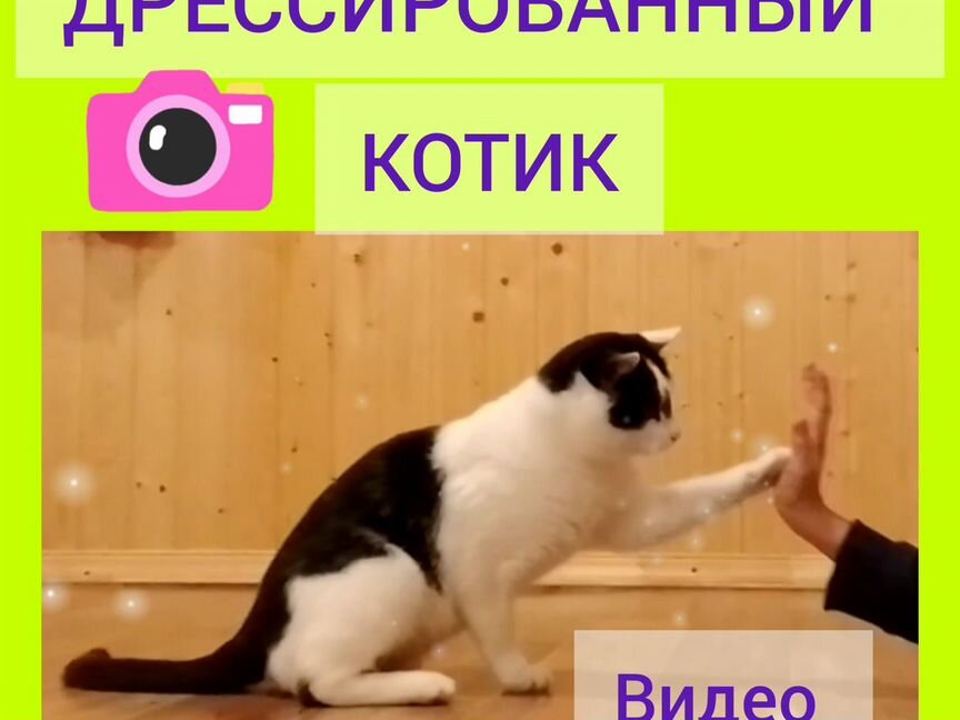 Дрессированный котик. Котенок Кошка Кошечка