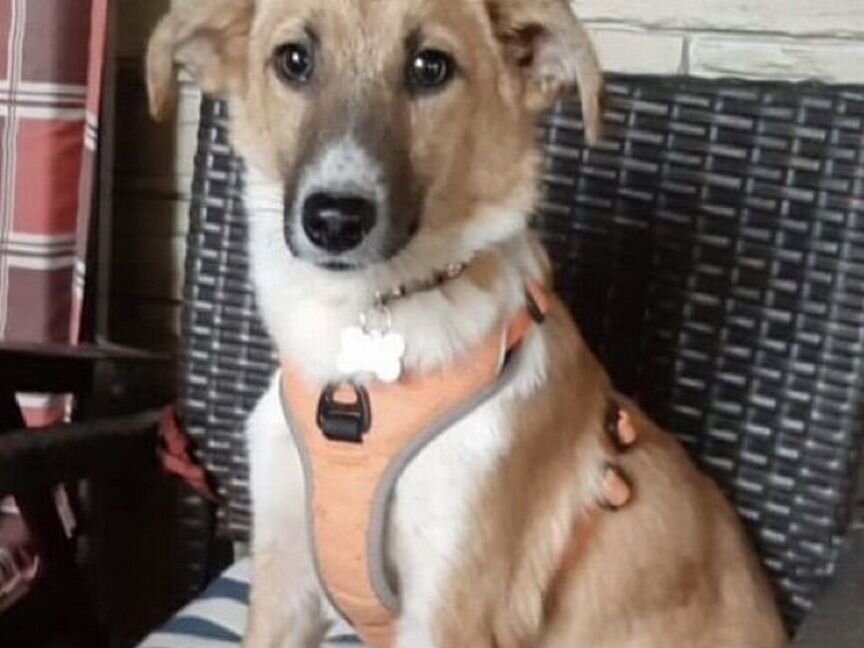 Тая - Собачка в добрые руки