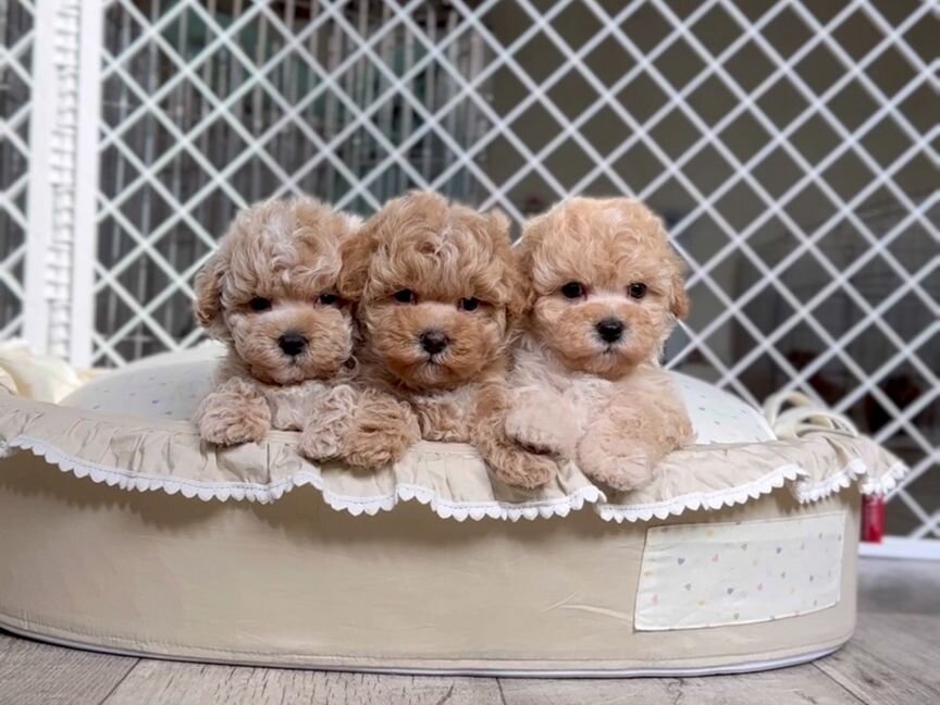 Девочки мальтипу f1