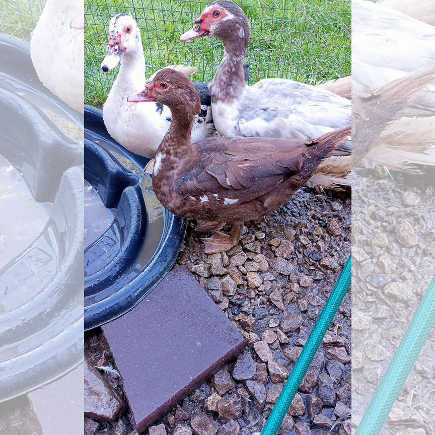 Индоутка мускусная утка