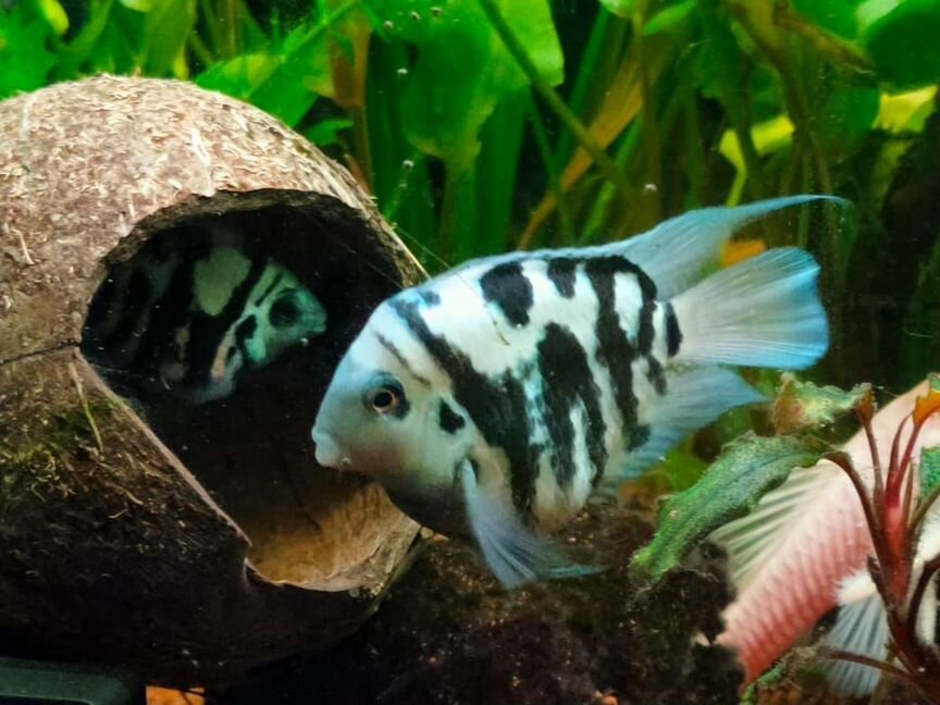 Сапфировый попугай, пара и L-144, блю дрим