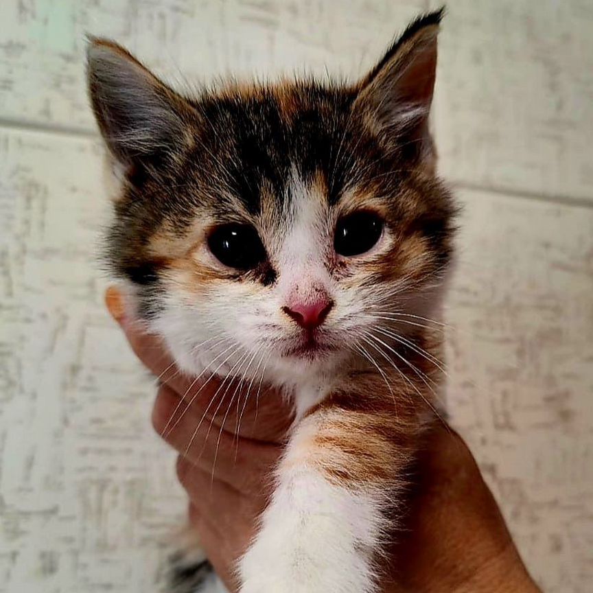 Нежная Роза в дар