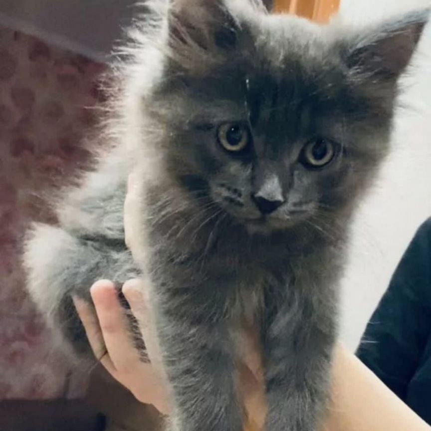 Сибирский мальчик