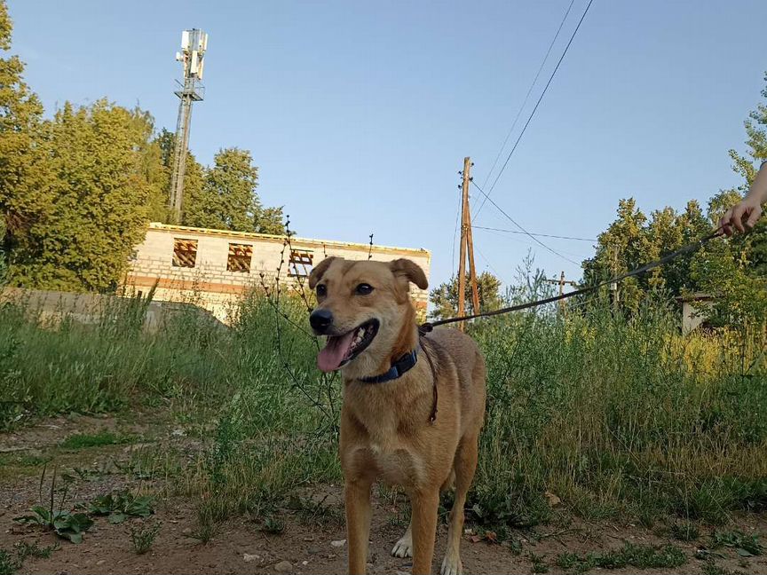 Собака в добрые руки щенок дворняга