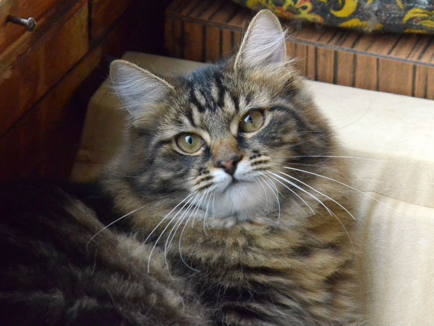 Настоящие сибирские котята