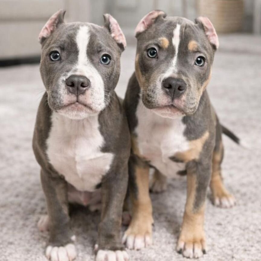 Американский булли, щенок