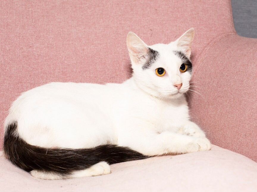 Котята в добрые руки бесплатно