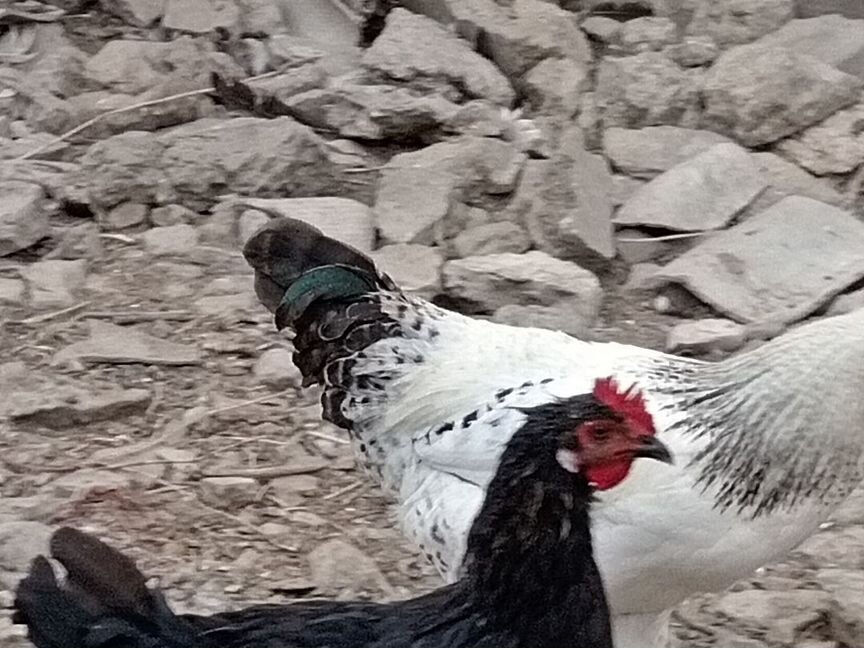 Молодые петушки