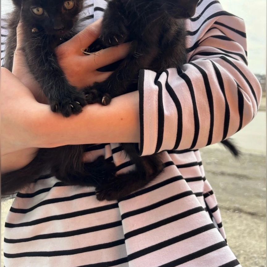 Подкинули котят
