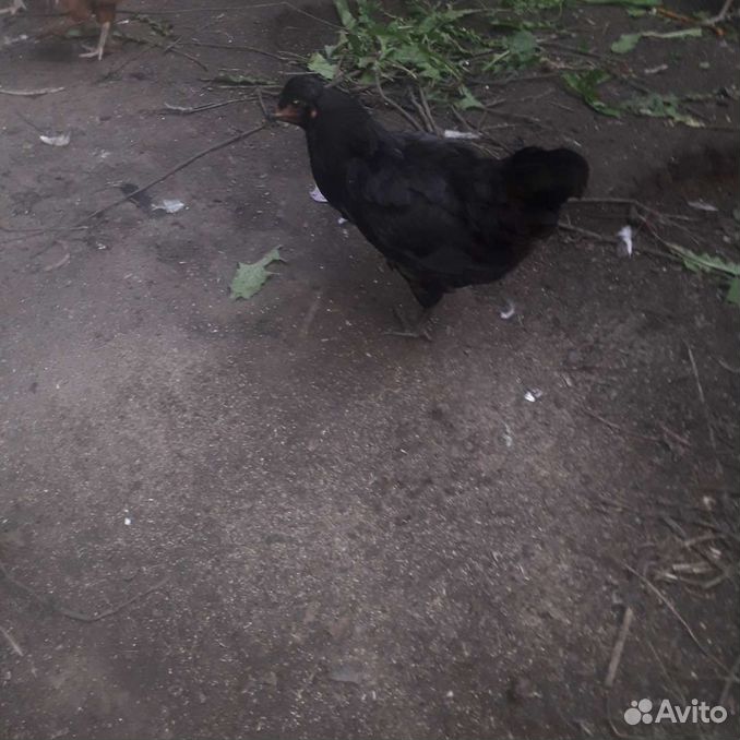 Куры домашние синьсиньдянь,легбар,барковская