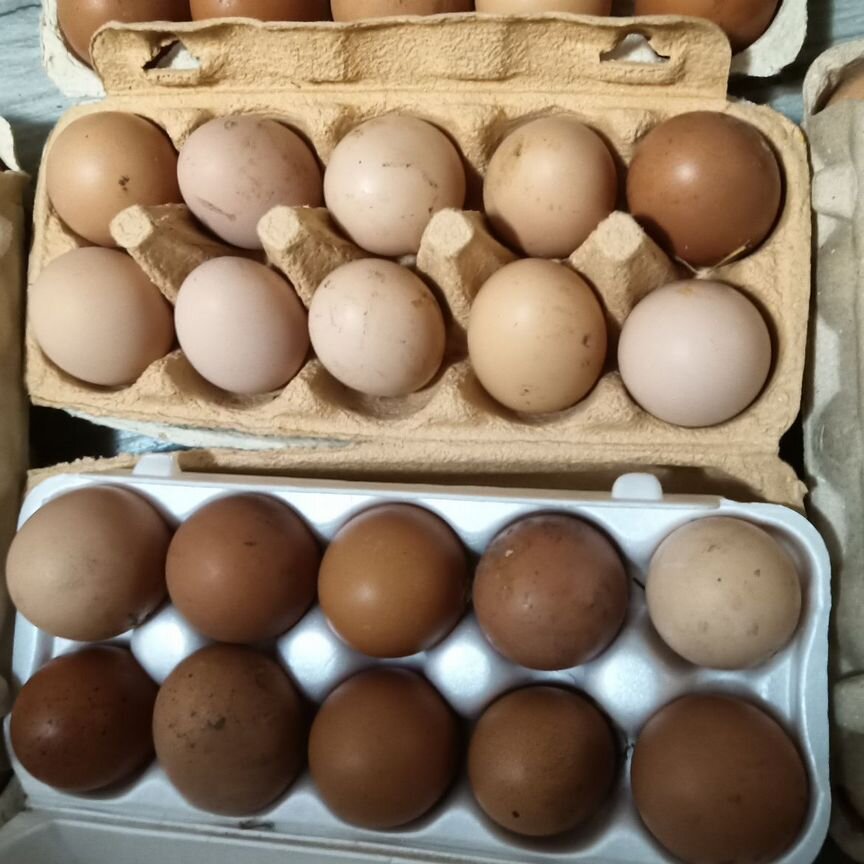 Домашние куриные яйца