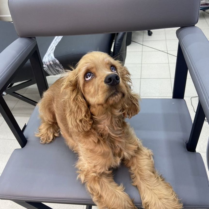 Кокер спаниель