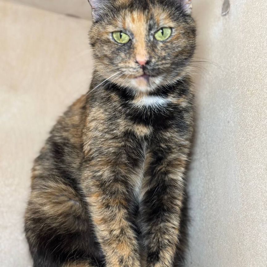 Кошечка Любава. Заберите домой из приюта