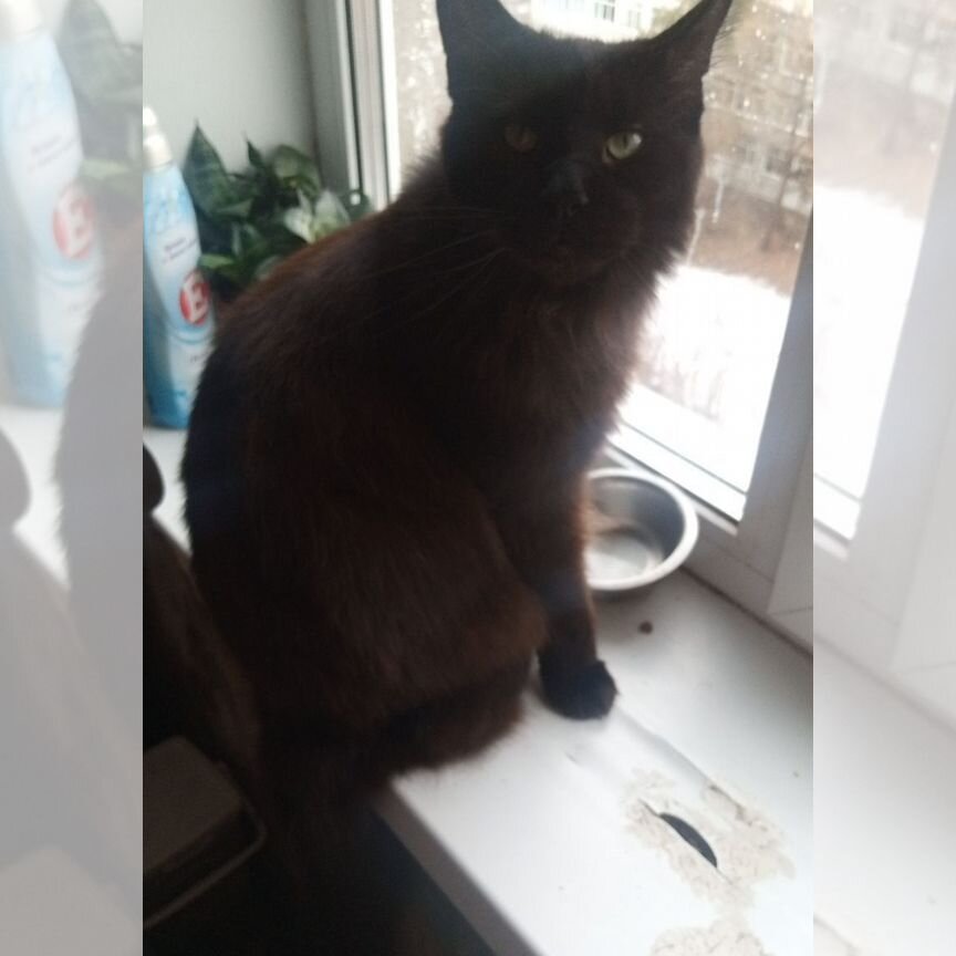 Мейн-кун, взрослая кошка