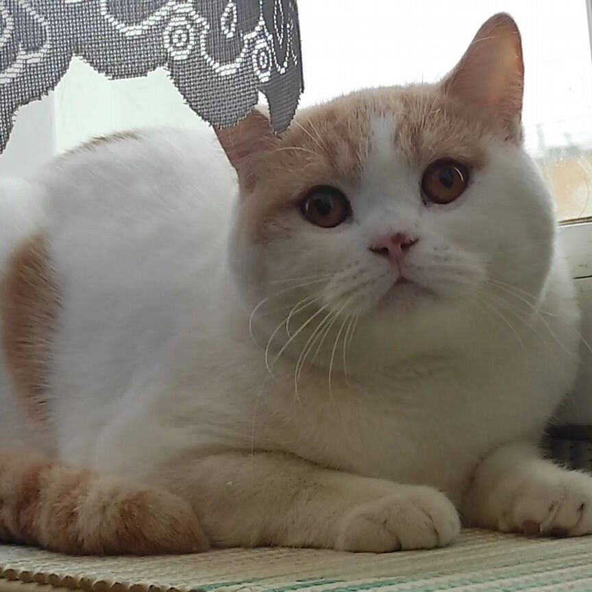 Британский короткошёрстный кот, взрослый