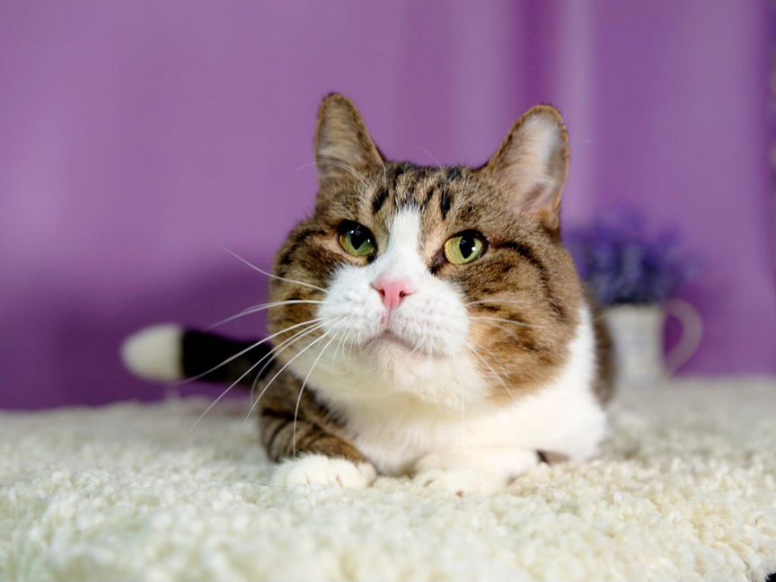 Котик "Сладкие щёчки"