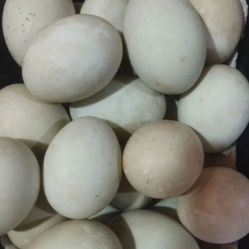 Инкубационное яйцо утки индийский бегунок, изумруд