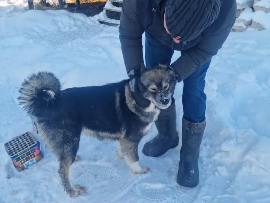Две мохнатые души мама и сын ищут своего человека