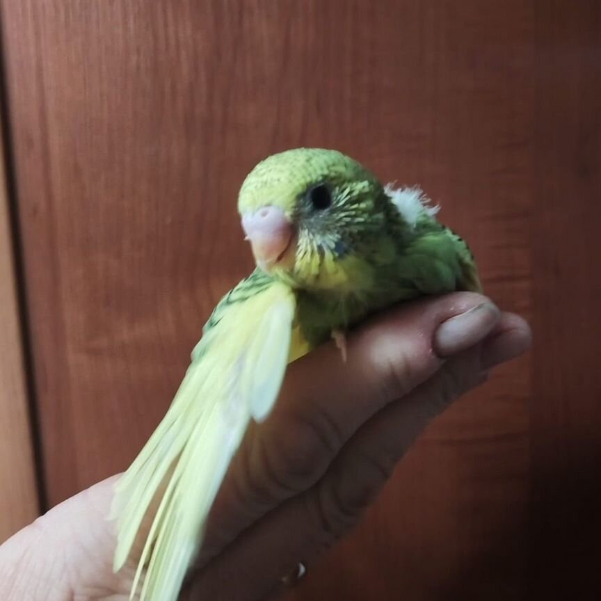 Волнистый попугай